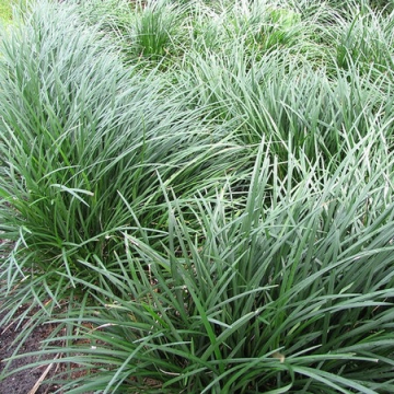 Green Mondo Grass Ophiopogen Japonicus Nana Dwarf Mundo Grass Lawn