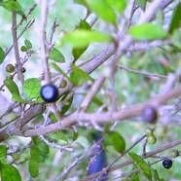 Coprosma areolata Thin Leaved Coprosma | Christchurch Canterbury