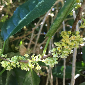 Melicytus ramiflorus Mahoe | Christchurch Canterbury