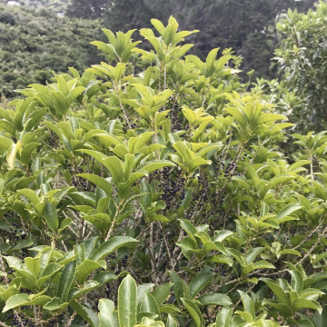 Melicytus ramiflorus Mahoe | Christchurch Canterbury