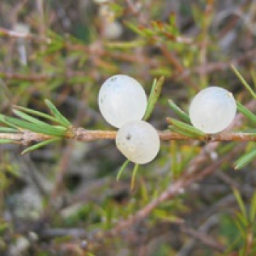 Coprosma acerosa Sand Coprosma | Christchurch Canterbury