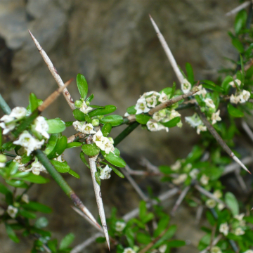 Discaria toumatou Matagouri | Christchurch Canterbury