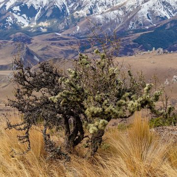 Discaria toumatou Matagouri | Christchurch Canterbury
