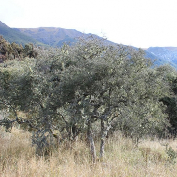 Discaria toumatou Matagouri | Christchurch Canterbury