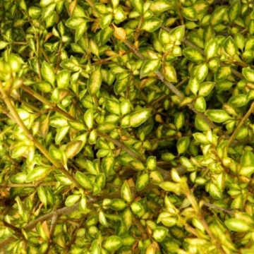 Coprosma Beatson's Gold | Christchurch Canterbury