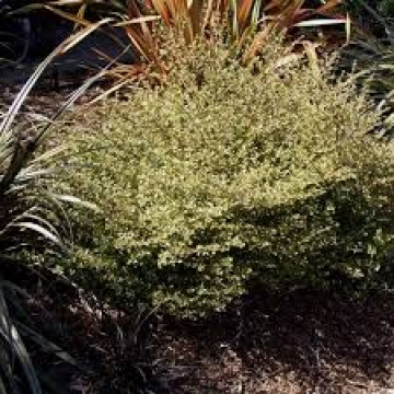 Coprosma Beatson's Gold | Christchurch Canterbury