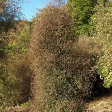 Coprosma rhamnoides | Christchurch Canterbury