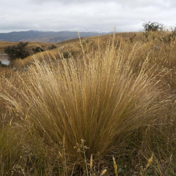 Festuca novae-zelandiae Hard Tussock | Christchurch Canterbury