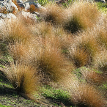 Chionochloa rubra Red Tussock | Christchurch Canterbury