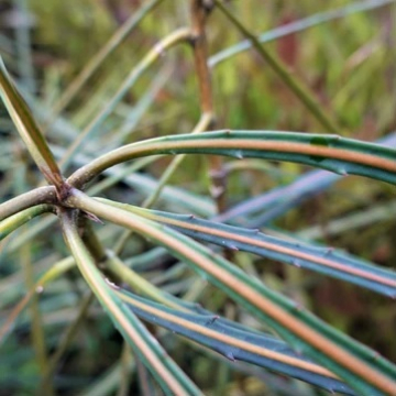 Pseudopanax crassifolius Horoeka Lancewood | Christchurch Canterbury