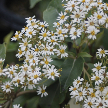 Olearia arborescens Pekapeka | Christchurch Canterbury