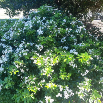 Choisya ternata Mexican Orange Blossom | Christchurch Canterbury