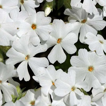 Phlox subulata White Flower Moss Phlox | Christchurch Canterbury