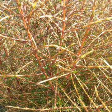Coprosma rugosa Lobster | Christchurch Canterbury