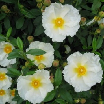 Cistus Bennett's White Rock Rose | Christchurch Canterbury