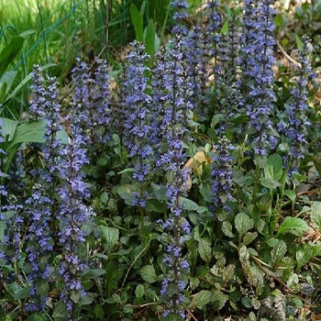 Ajuga reptans Bugleweed | Christchurch Canterbury