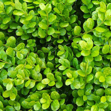 Buxus Green Gem | Christchurch Canterbury