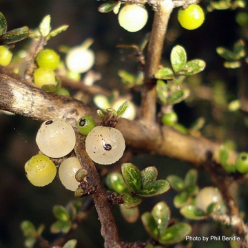 Coprosma rubra | Christchurch Canterbury