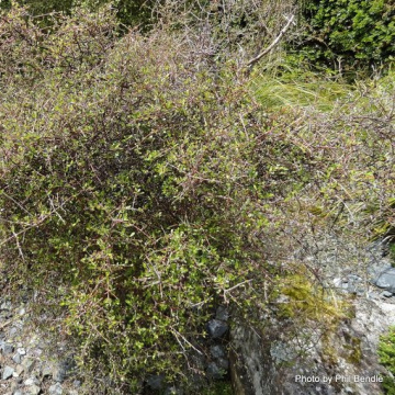 Coprosma rubra | Christchurch Canterbury