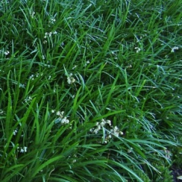 Green Mondo Grass Ophiopogen Japonicus Nana Dwarf Mundo Grass Lawn
