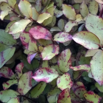 Pseudowintera colorata, Horopito, Pepper Tree | Christchurch Canterbury