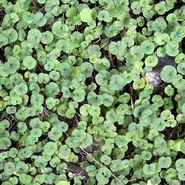 Dichondra repens Kidneyweed | Christchurch Canterbury
