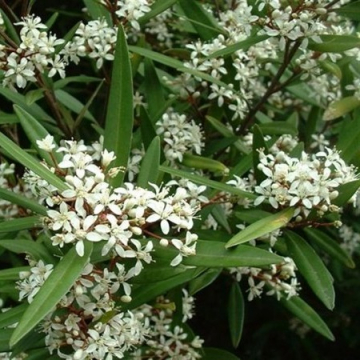 Phebalium squameum Satin Wood | Christchurch Canterbury