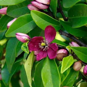 Michelia Figo Port Wine Magnolia | Christchurch Canterbury