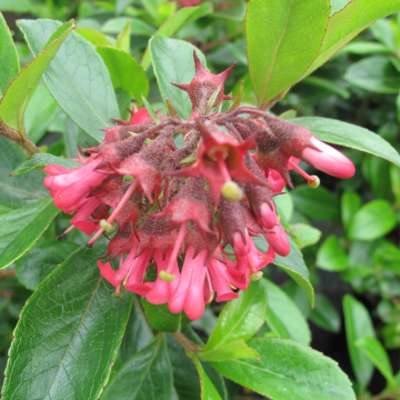 Escallonia Red Knight | Christchurch Canterbury