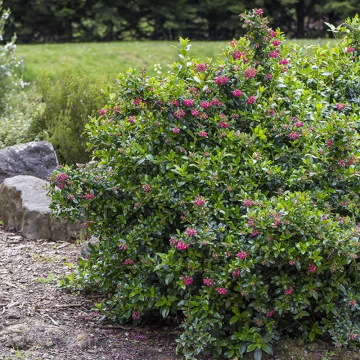Escallonia Red Knight | Christchurch Canterbury