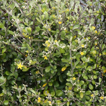 Corokia Emerald and Jade | Christchurch Canterbury
