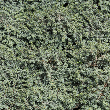 Pimelea prostrata Blue Peter | Christchurch Canterbury