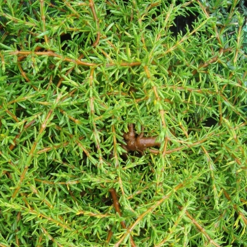 Coprosma Hawera | Christchurch Canterbury