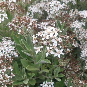 Olearia x oleifolia Daisy Bush | Christchurch Canterbury