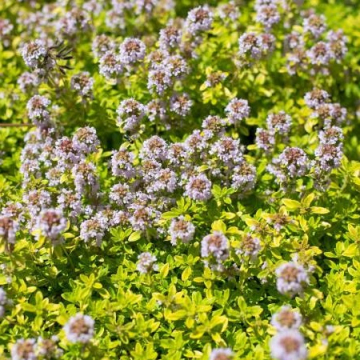 Thymus Aurea Golden Thyme | Christchurch Canterbury