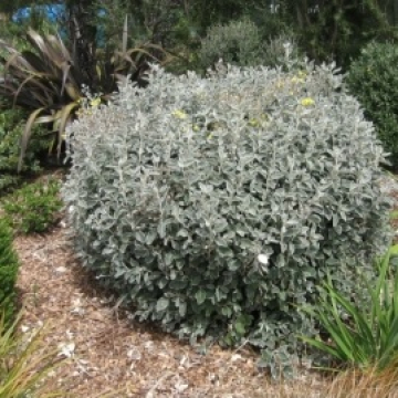 Brachyglottis greyi | Christchurch Canterbury