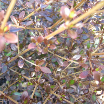 Coprosma Roys Red | Christchurch Canterbury