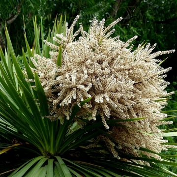 Cordyline australis Ti Kouka Cabbage Tree | Christchurch Canterbury