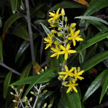 Corokia buddleioides | Korokio | Christchurch Canterbury