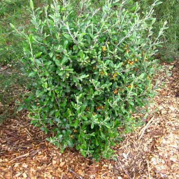 Corokia Yellow Wonder | Christchurch Canterbury