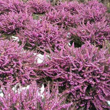 Erica darleyensis Pink | Christchurch Canterbury