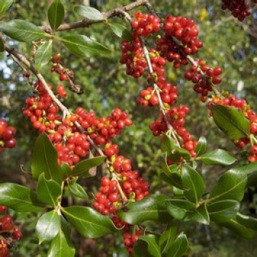 Coprosma robusta Karamu | Christchurch Canterbury