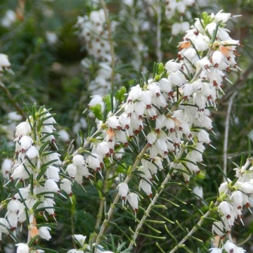 Erica darleyensis White | Christchurch Canterbury
