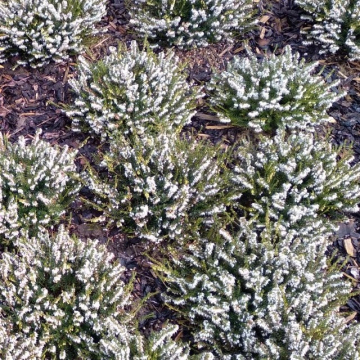 Erica darleyensis White | Christchurch Canterbury