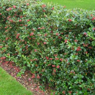 Escallonia Field Scarlet | Christchurch Canterbury