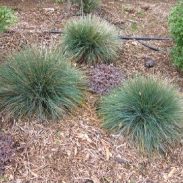 Festuca actae Banks Peninsula Blue Tussock | Christchurch Canterbury