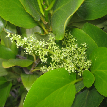 Griselinia littoralis Kapuka, Broadleaf | Christchurch Canterbury
