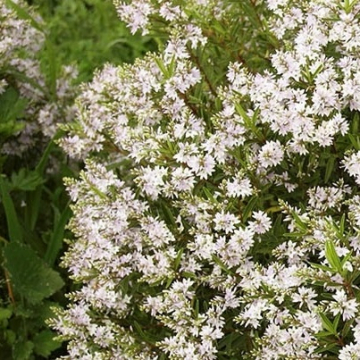 Hebe Otari Delight | Christchurch Canterbury