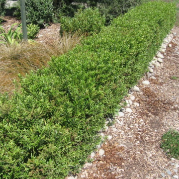 Hebe Otari Delight | Christchurch Canterbury