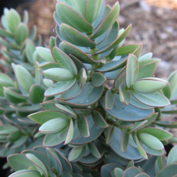 Hebe Red Edge | Christchurch Canterbury